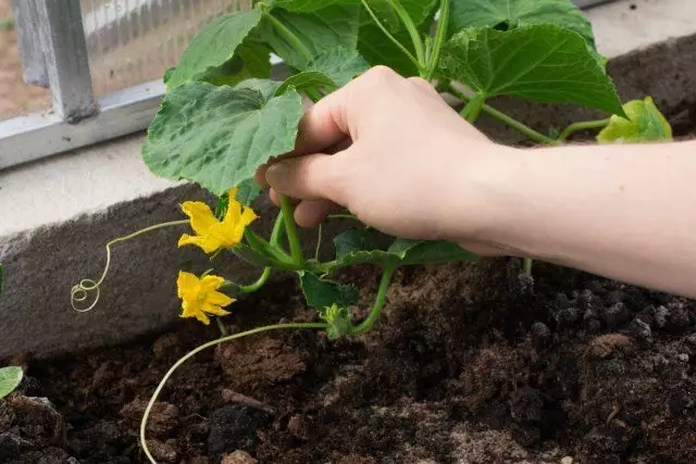 Bakery beam Cucumbers.