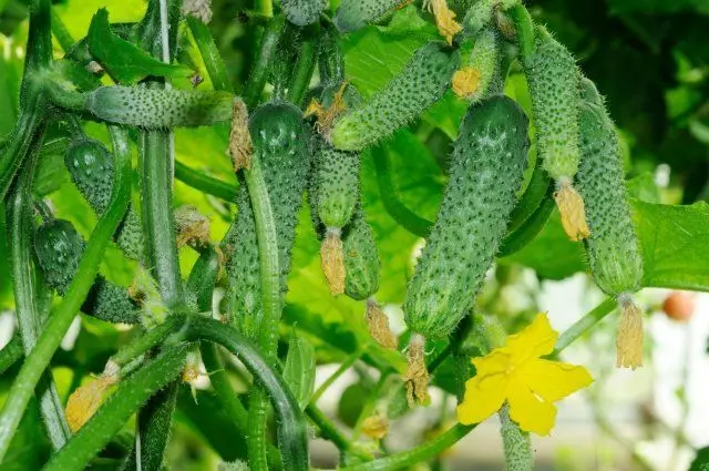 Bakery beam Cucumbers.