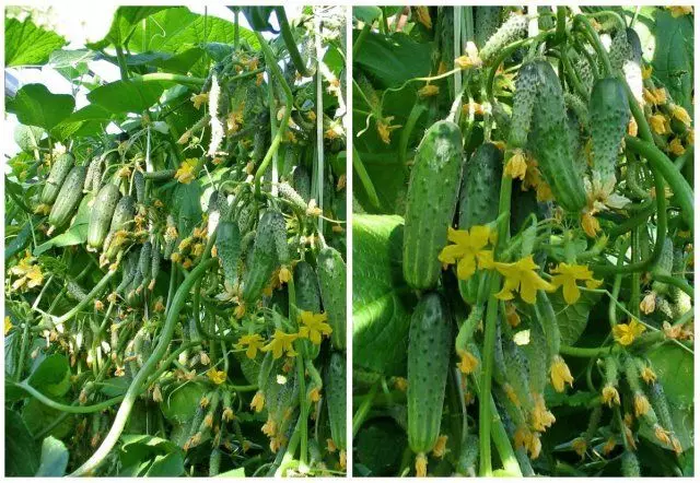 Bakery beam Cucumbers.