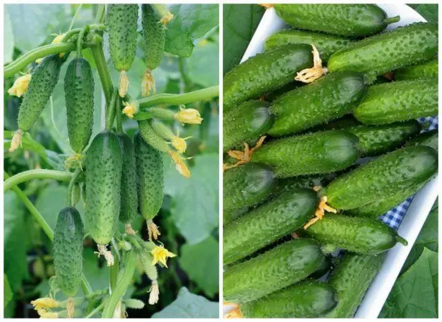 Bakery beam Cucumbers.