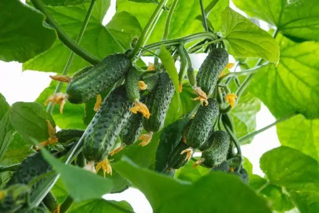 Bakery beam Cucumbers.