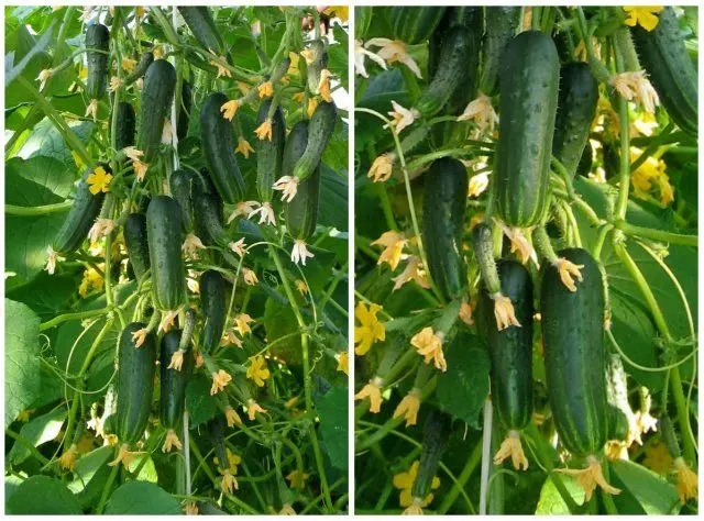 Bakery beam Cucumbers.