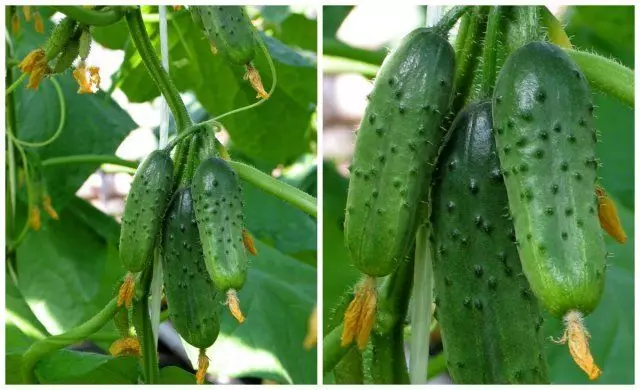 Bakery beam Cucumbers.