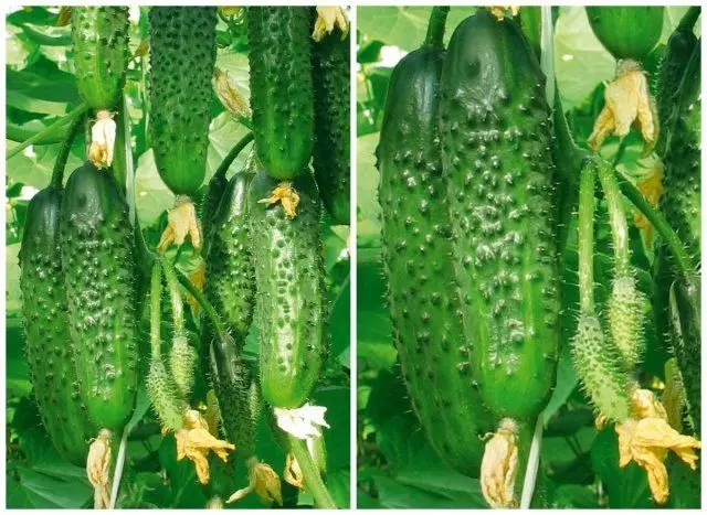 Bakery beam Cucumbers.