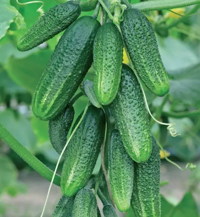 Kumara Sibirska Garland