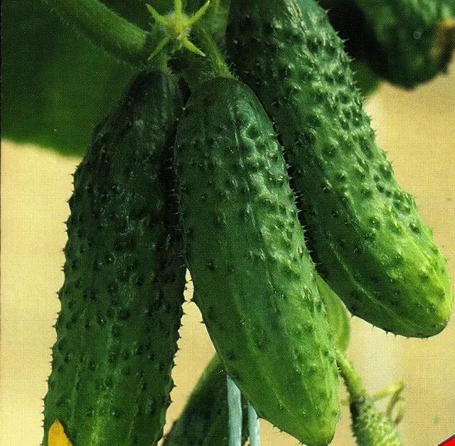 Cuccumber Sarovsky