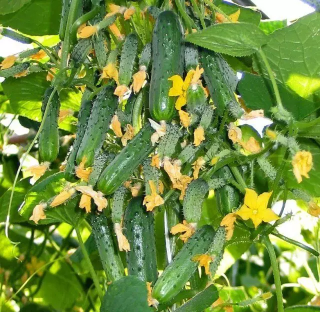 Missel's Cucumber.