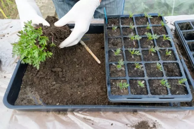 Picking seedlings of vechatsev