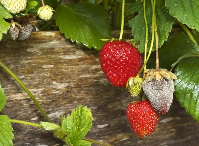 Phytofetor kwete kurara kana kuti nei Fungul Zvirwere zvebindu zviri kukurumidza