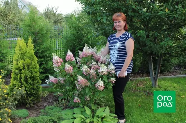 Blomsterbed med hortensia messenger