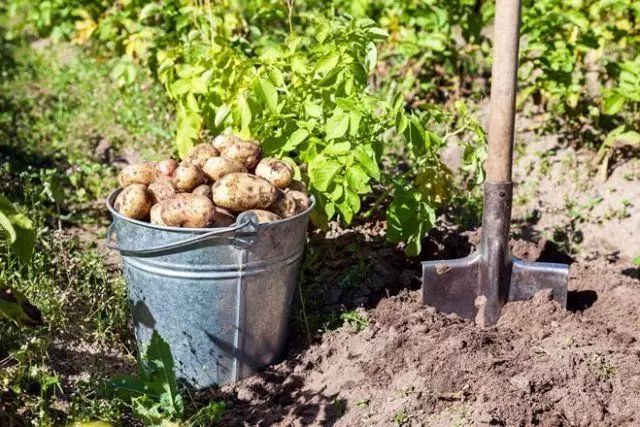 Patates temizliği