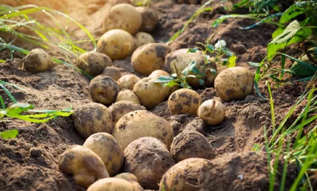 Aardappelen op G Croke