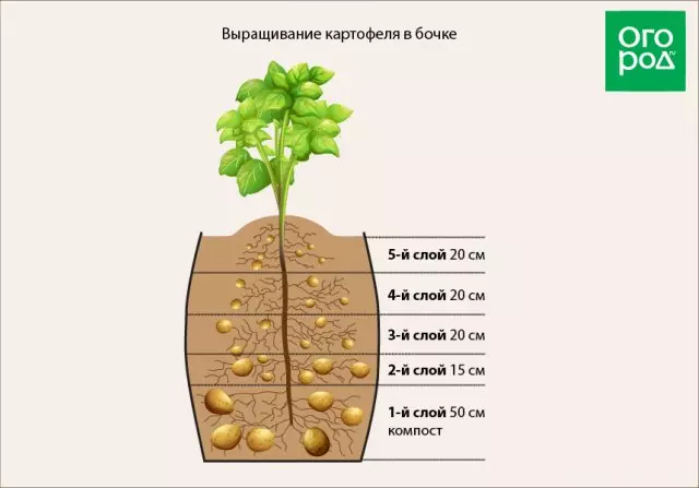 Skema e rritjes së patates në fuçi