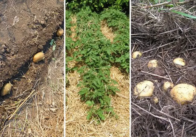 Aardappelgroeiende technologie in stro