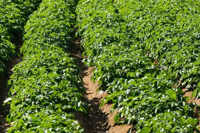 Big Potato Field.