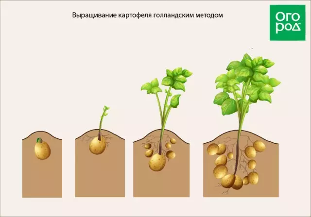 Hoe aardappelen te laten groeien in de Nederlandse methode