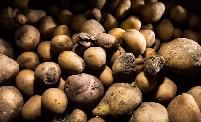 6 Errors when storing potatoes, or why potatoes are poorly stored 2884_13