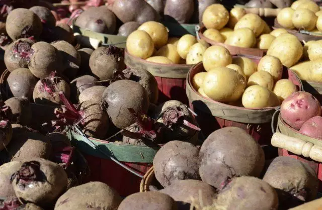 Potato and beet storage