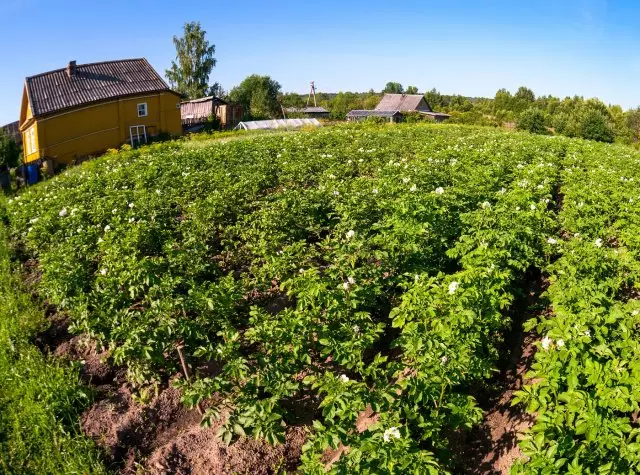 Aartappels Plantasie in Russiese dorpie in Summertime