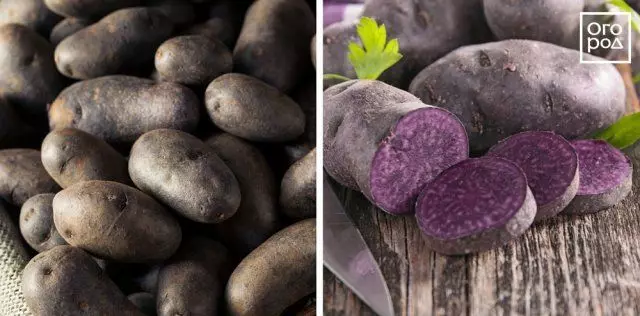 Vitelotte potatis