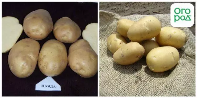 Kartoffel Nayada Grad