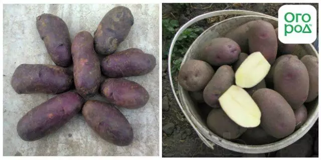 Uhlobo lwe-potato tsygana
