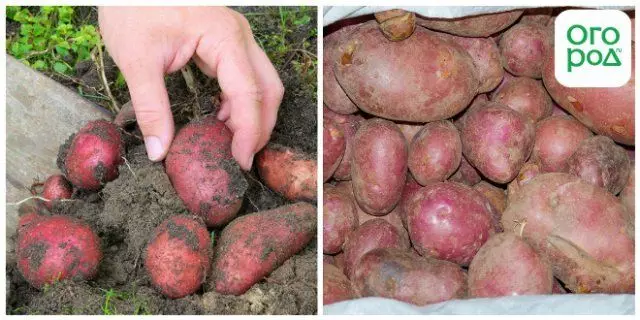 Variété de pommes de terre Childselselsky
