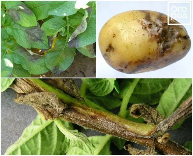 Signs of phytoofluorosis potato