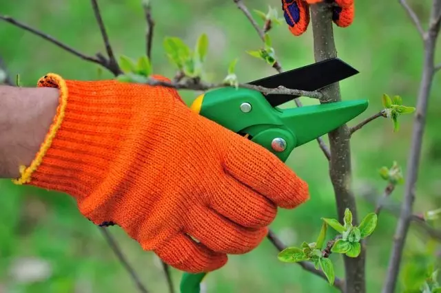 Bäume in Handschuhen schneiden