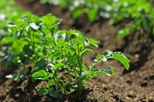 Plantación de papas en julio, todo sobre las ventajas del método y las peculiaridades del crecimiento.