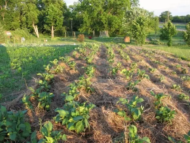 Pommes de terre de plantation d'été