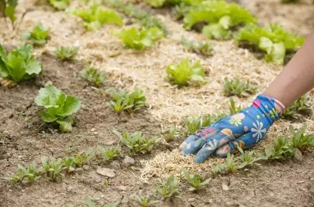 Planter des pommes de terre en juillet - tout sur les avantages de la méthode et des particularités de la croissance 2910_13