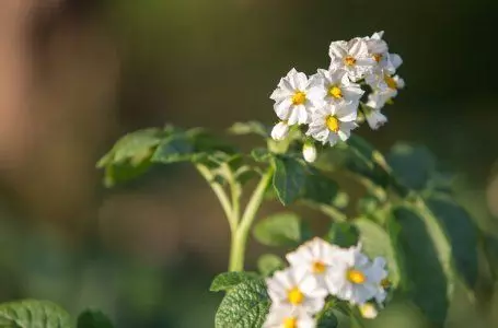 Planter des pommes de terre en juillet - tout sur les avantages de la méthode et des particularités de la croissance 2910_16