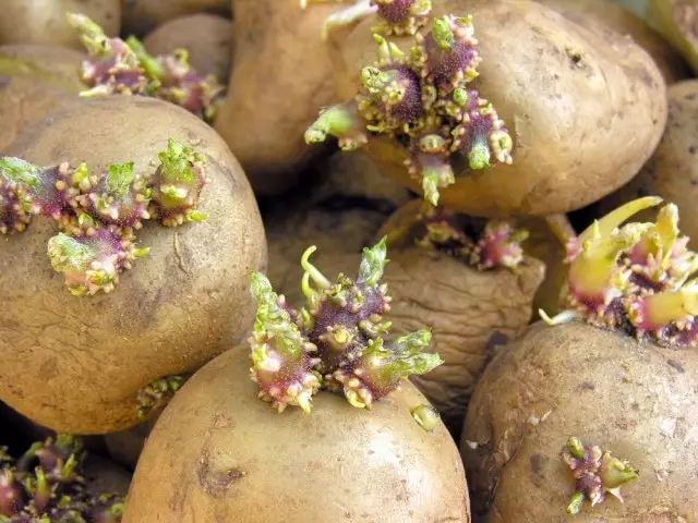 Pommes de terre de plantation d'été