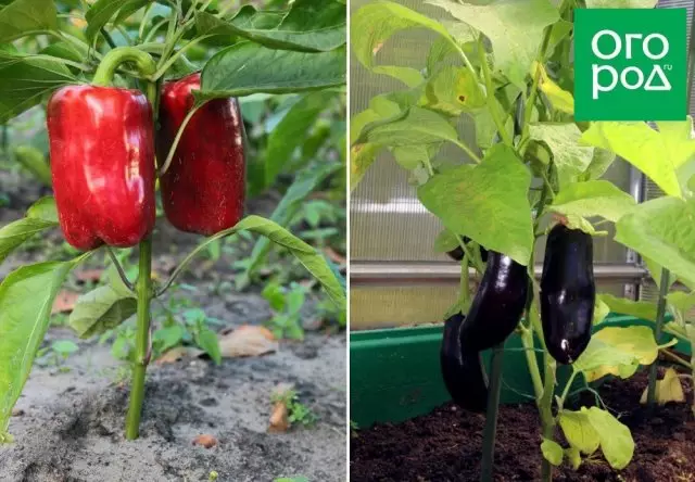 Fruits de poivron de bulgare et d'aubergines sur la brousse