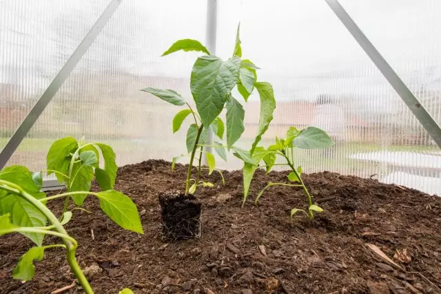 Seedls de pebre búlgar a l'hivernacle