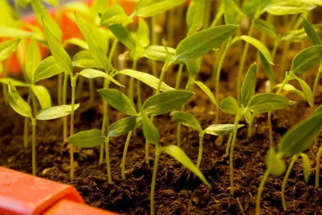 Spruts av den bulgariska peppar i en bördig näringsrik mark