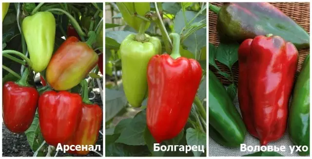 Agrofirma ძებნა Pepper Arsenal, ბულგარეთის, Volva ყურის