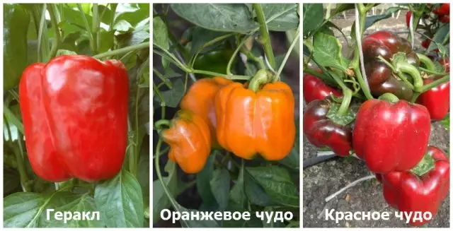 Agrofirm Otsi Pepper Hercules, Orange Miracle, Red Miracle