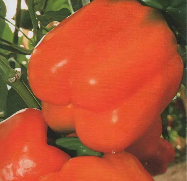Pepper Orange King.