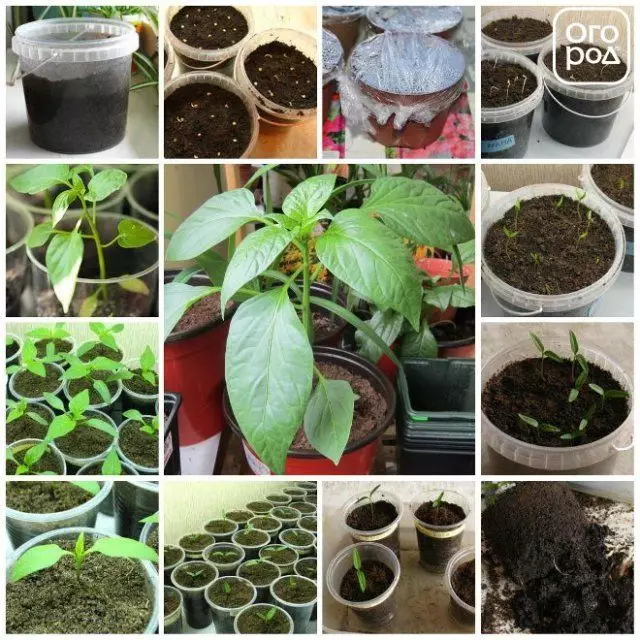 Growing pepper seedlings