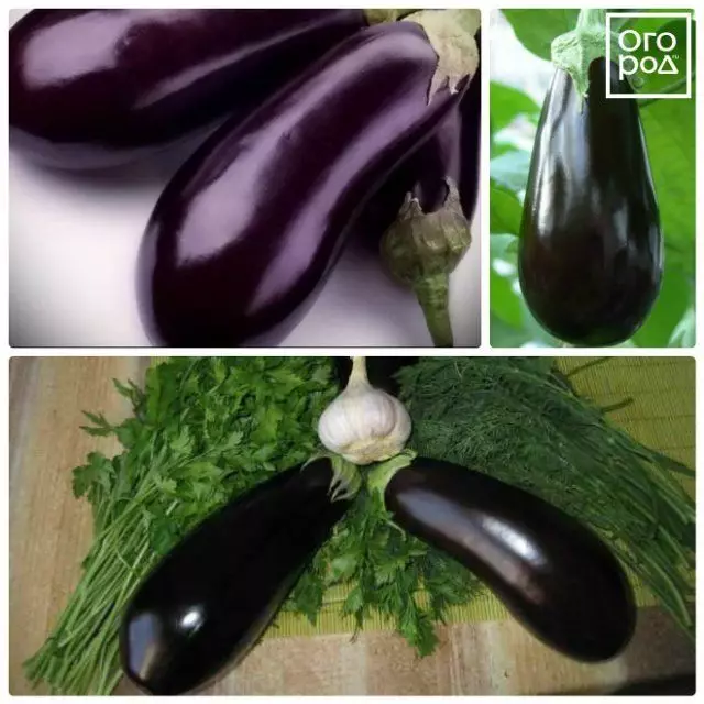 Grade Aubergine Baghira.