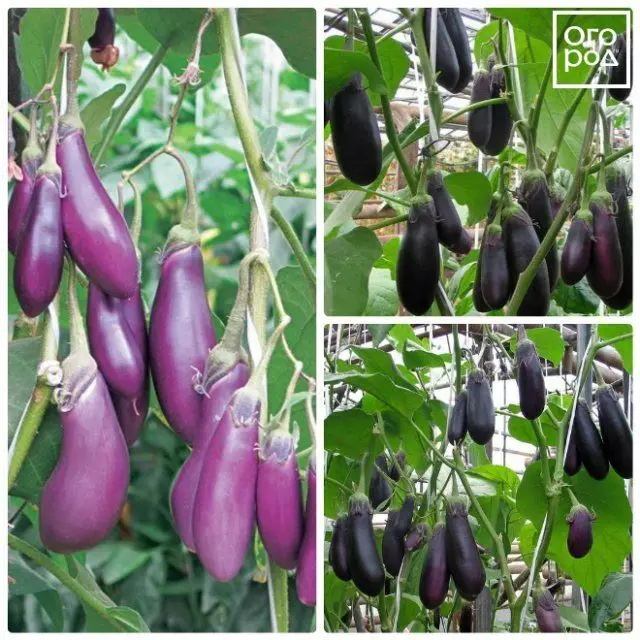 Targest van de aubergine