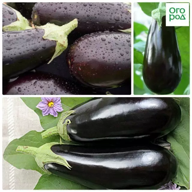 Ibanga le-Eggplant Baghira