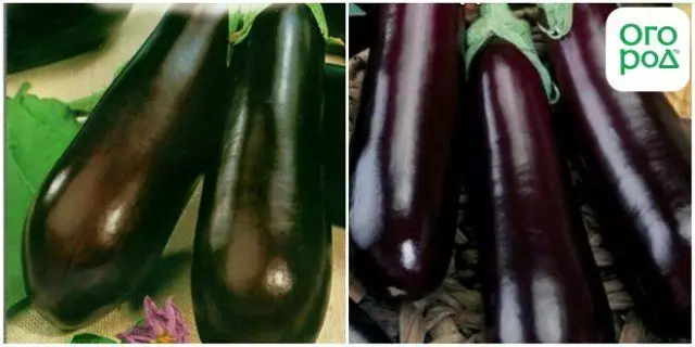 Eggplants o amrywiaeth Maksik