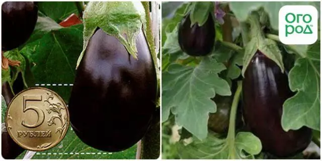 Amrywiaeth eggplant Nancy