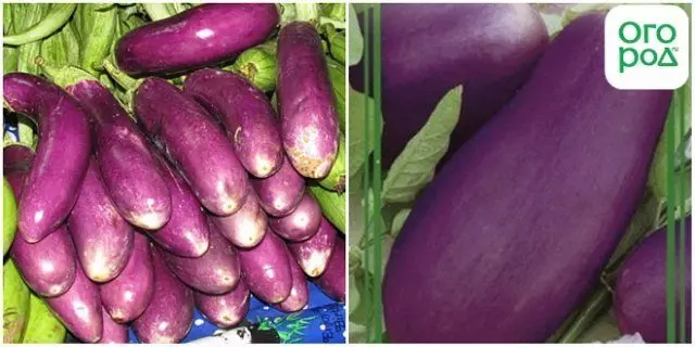 Aubergine klasse lilac mist