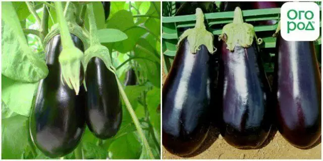 Miracle fioled fioled fioled eggplant