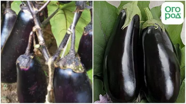 Hippopot amrywiaeth eggplant