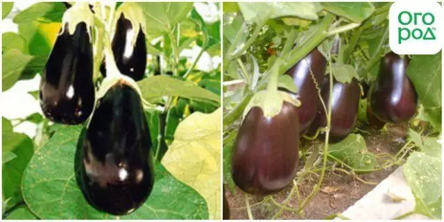 Aubergine dwerg vroeg